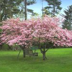 12 Stunning Pink Dogwood Trees | Growing And Care Guide