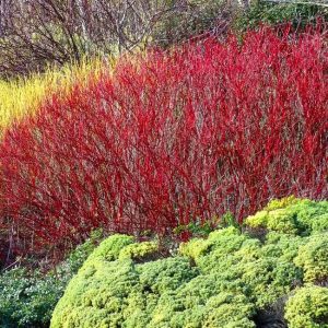 12 Stunning Pink Dogwood Trees | Growing And Care Guide