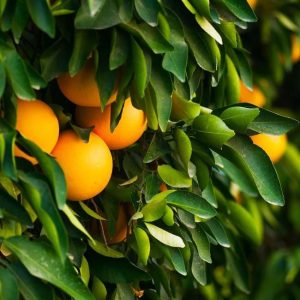 16 Amazing Fruit Trees For Shade Or Low Light Areas