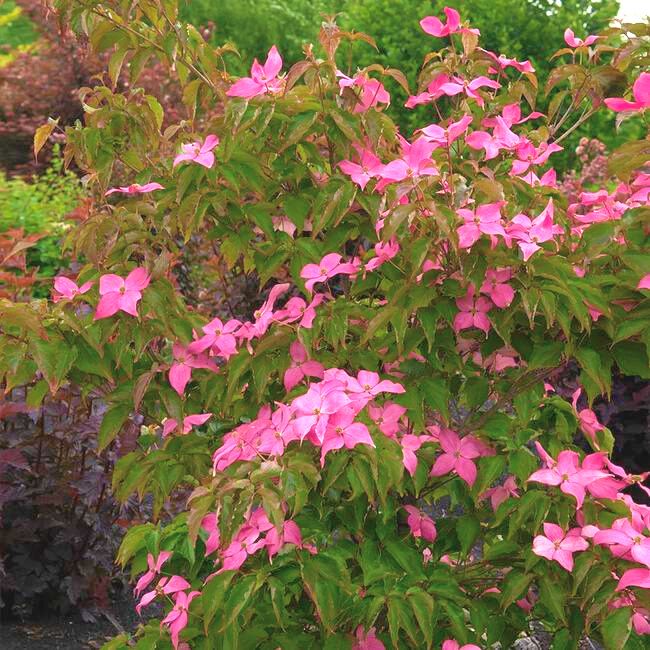 12 Stunning Pink Dogwood Trees | Growing And Care Guide