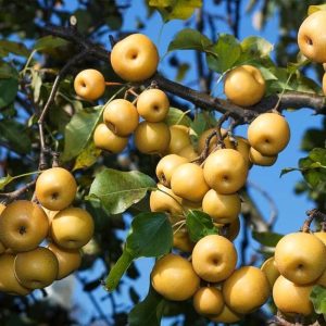 16 Amazing Fruit Trees For Shade Or Low Light Areas