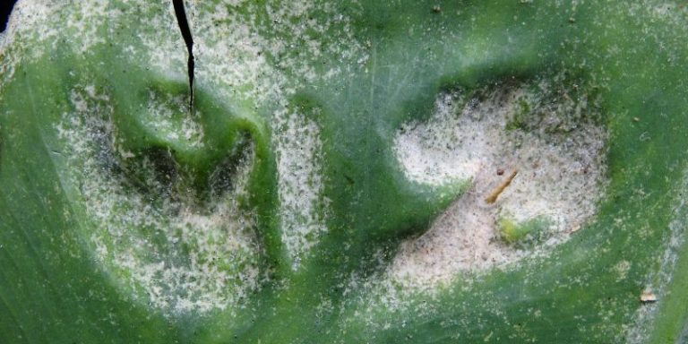 White Spots On Mint Leaves | Causes, Treatment & Prevention