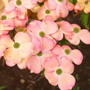 12 Stunning Pink Dogwood Trees | Growing And Care Guide