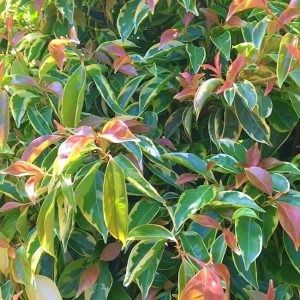 12 Stunning Pink Dogwood Trees | Growing And Care Guide