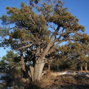 15 Incredible Native Trees Of Arizona