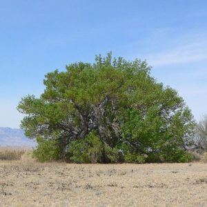 15 Incredible Native Trees Of Arizona