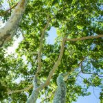 15 Incredible Native Trees Of Arizona