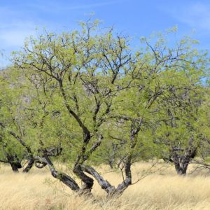 15 Incredible Native Trees Of Arizona