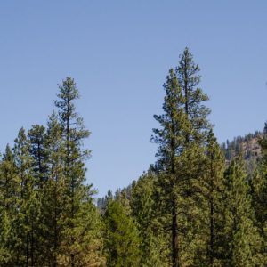 15 Incredible Native Trees Of Arizona