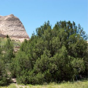 15 Incredible Native Trees Of Arizona