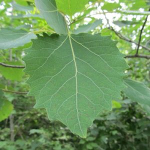 17 Wonderful Trees That Grow In Michigan With Images