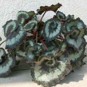 15 Begonia Rex Varieties | Types Of Rex Begonias