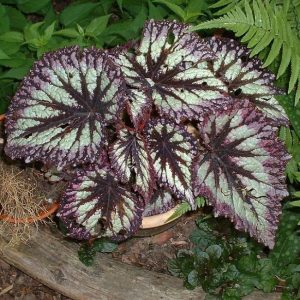15 Begonia Rex Varieties | Types Of Rex Begonias