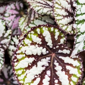 15 Begonia Rex Varieties | Types Of Rex Begonias