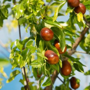 14 Delicious Fruit Trees That Grow In North Texas