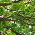 17 Wonderful Trees That Grow In Michigan With Images
