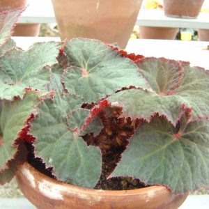 15 Begonia Rex Varieties | Types Of Rex Begonias