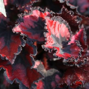 15 Begonia Rex Varieties | Types Of Rex Begonias