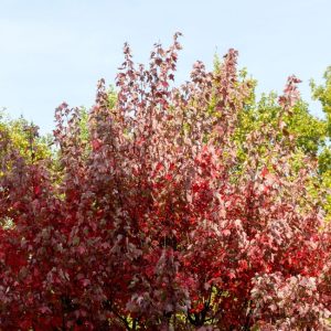 17 Wonderful Trees That Grow In Michigan With Images