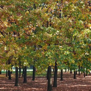 17 Wonderful Trees That Grow In Michigan With Images