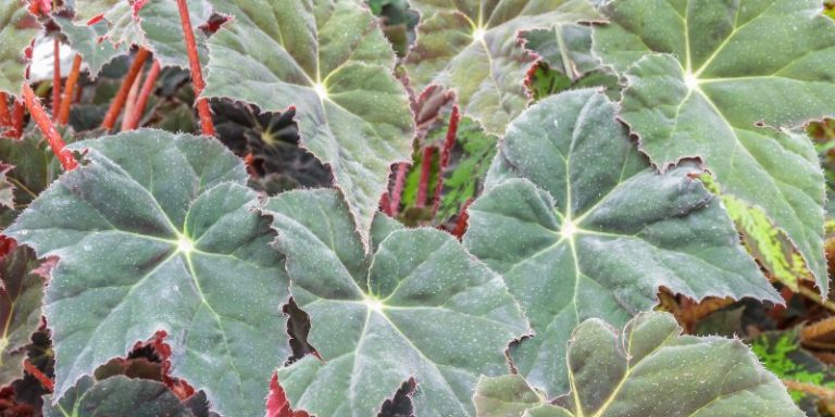 15 Begonia Rex Varieties | Types Of Rex Begonias