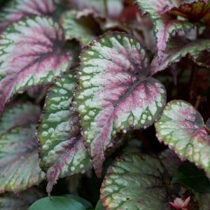 15 Begonia Rex Varieties | Types Of Rex Begonias