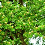17 Wonderful Trees That Grow In Michigan With Images