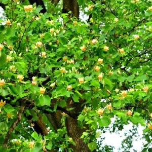 17 Wonderful Trees That Grow In Michigan With Images