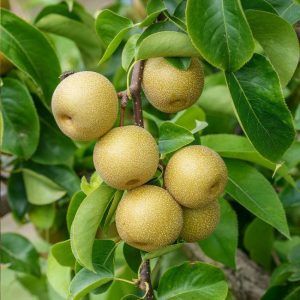 14 Delicious Fruit Trees That Grow In North Texas