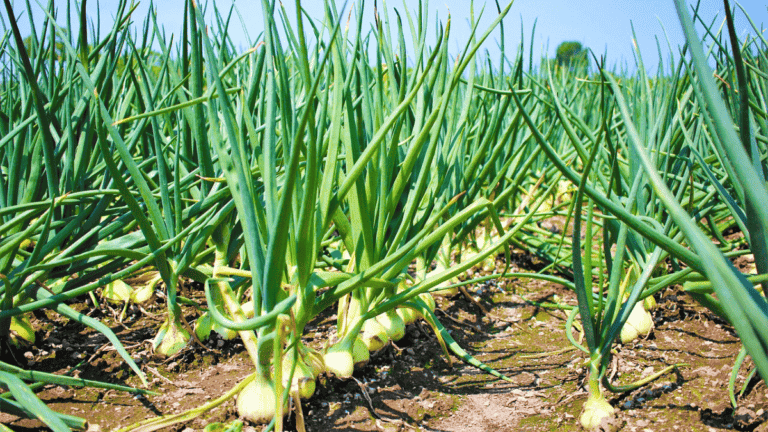 8 Best Companion Plants For Onions And 3 To Avoid