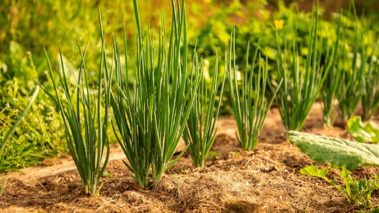 8 Best Companion Plants For Onions And 3 To Avoid