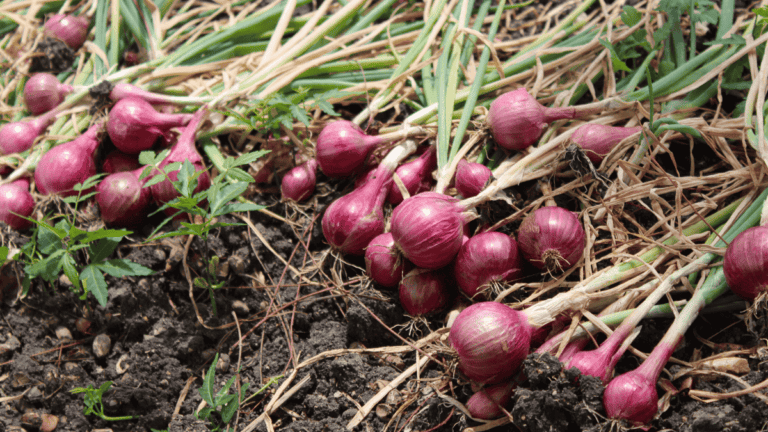 8 Best Companion Plants For Onions And 3 To Avoid