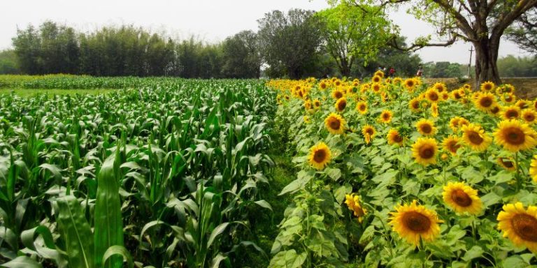 What To Grow With Sunflowers | Companion Plants