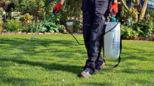 2-4-D Amine Mix Ratio Per Gallon | What Weeds Does It Kill