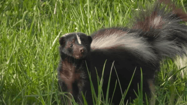 Where Do Skunks Live And How To Keep Them Out Of Your Yard