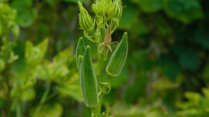 10 Best Okra Companion Plants For Successful Gardening