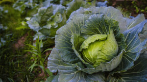 18 Best Cabbage Companion Plants To Boost Your Garden Yield