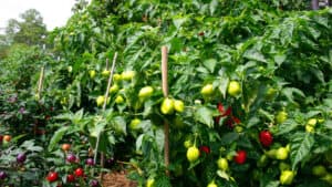 11 Best Pepper Companion Plants That Boost Harvests