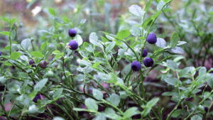 14 Best Blueberry Companion Plants To Grow (And 5 To Avoid)