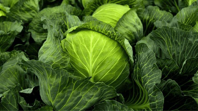18 Best Cabbage Companion Plants To Boost Your Garden Yield