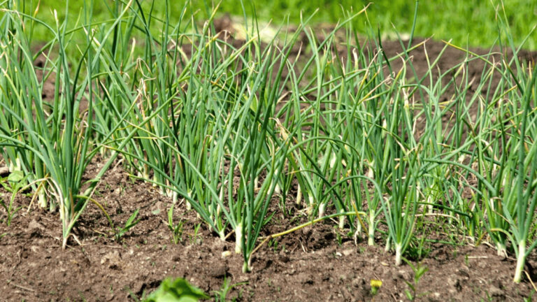 15 Best Garlic Companion Plants And 5 To Avoid