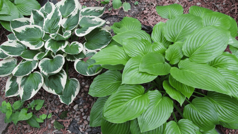 16 Best Companion Plants For Hostas (Plus 3 Types To Avoid)