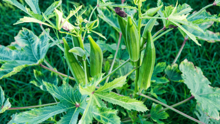10 Best Okra Companion Plants For Successful Gardening