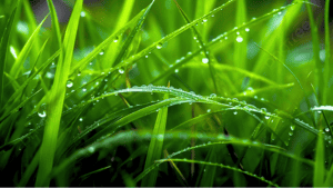 Should You Fertilize Before Or After Rain | Solved