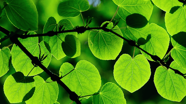 9 Captivating Trees With Heart-Shaped Leaves
