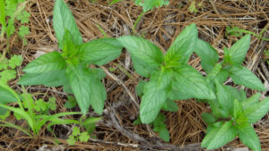 10 Best Mint Companion Plants (And 8 Types To Avoid)