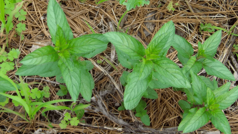 10 Best Mint Companion Plants (And 8 Types To Avoid)