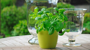10 Best Mint Companion Plants (And 8 Types To Avoid)