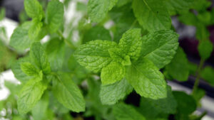 10 Best Mint Companion Plants (And 8 Types To Avoid)