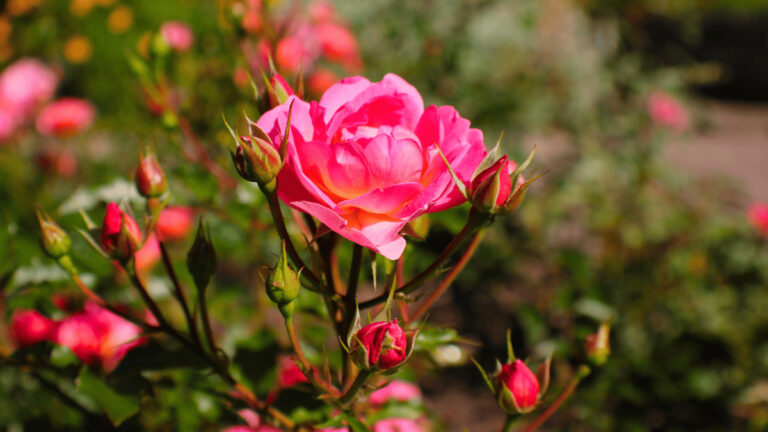 9 Great Companion Plants For Roses (And 6 Types To Avoid)